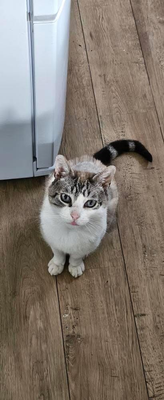 Simba - Animal for Adoption